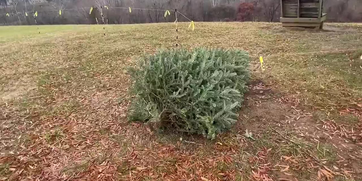 Free Christmas tree recycling now available Free Christmas tree recycling now available